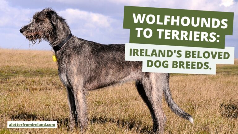 Irish Wolfhounds to Terriers: Ireland’s Beloved Dog Breeds